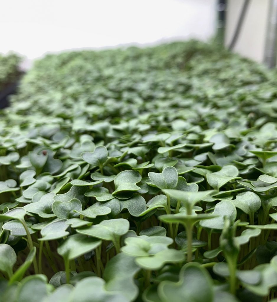 Kale Microgreens – Astrid’s Fine Foods